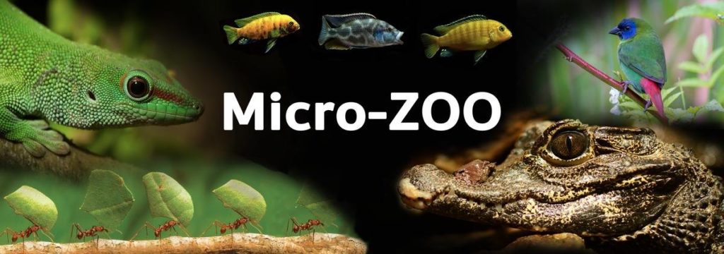 Micro Zoo de Saint malo : plus de 350 espèces vivantes